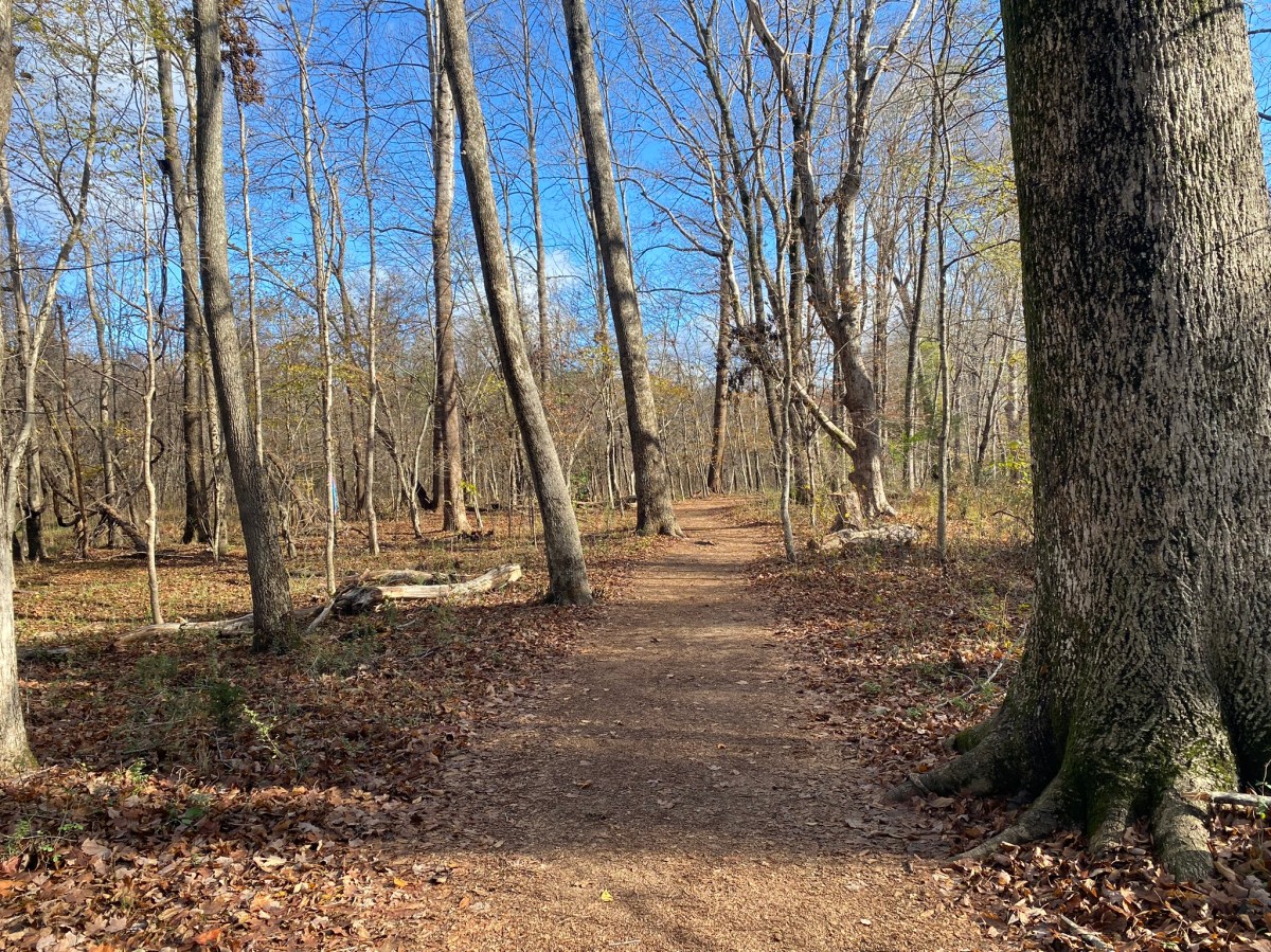 Autumn walk across Hillsborough – My.Bird.Walks.