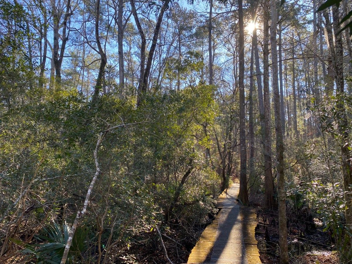 MST-57, segment 16 – My.Bird.Walks.